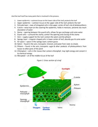 Photosynthesis | DOCX