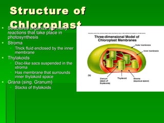 Photosynthesis | PPT