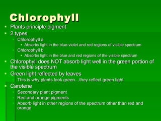 Photosynthesis | PPT