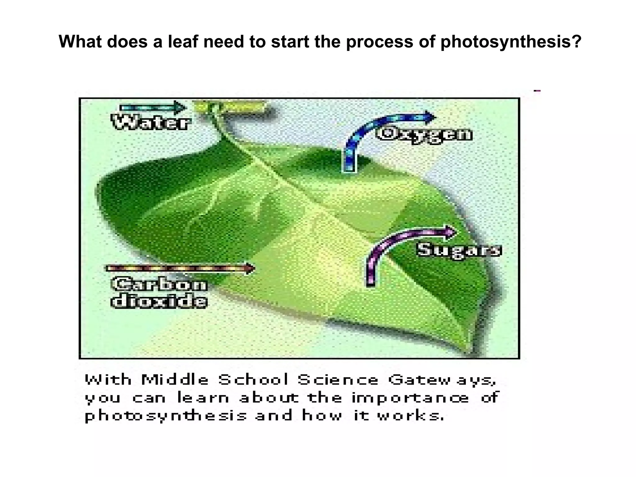 Photosynthesis | PPT