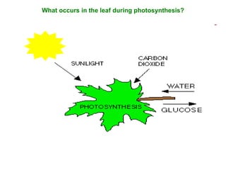 Photosynthesis | PPT