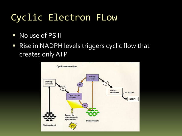 AP Biology - Photosynthesis (Part 1 | PPTX