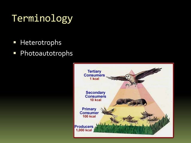 AP Biology - Photosynthesis (Part 1 | PPTX