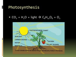 AP Biology - Photosynthesis (Part 1 | PPTX