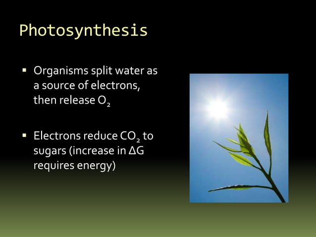 AP Biology - Photosynthesis (Part 1 | PPTX