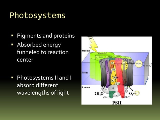 AP Biology - Photosynthesis (Part 1 | PPTX