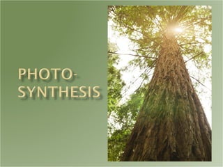 Photosynthesis | PPT