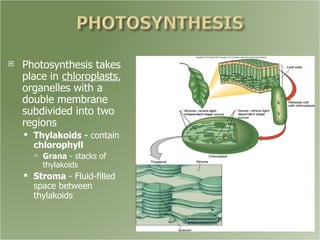 Photosynthesis | PPT