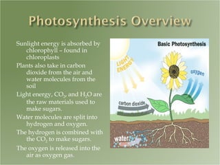 Photosynthesis | PPT