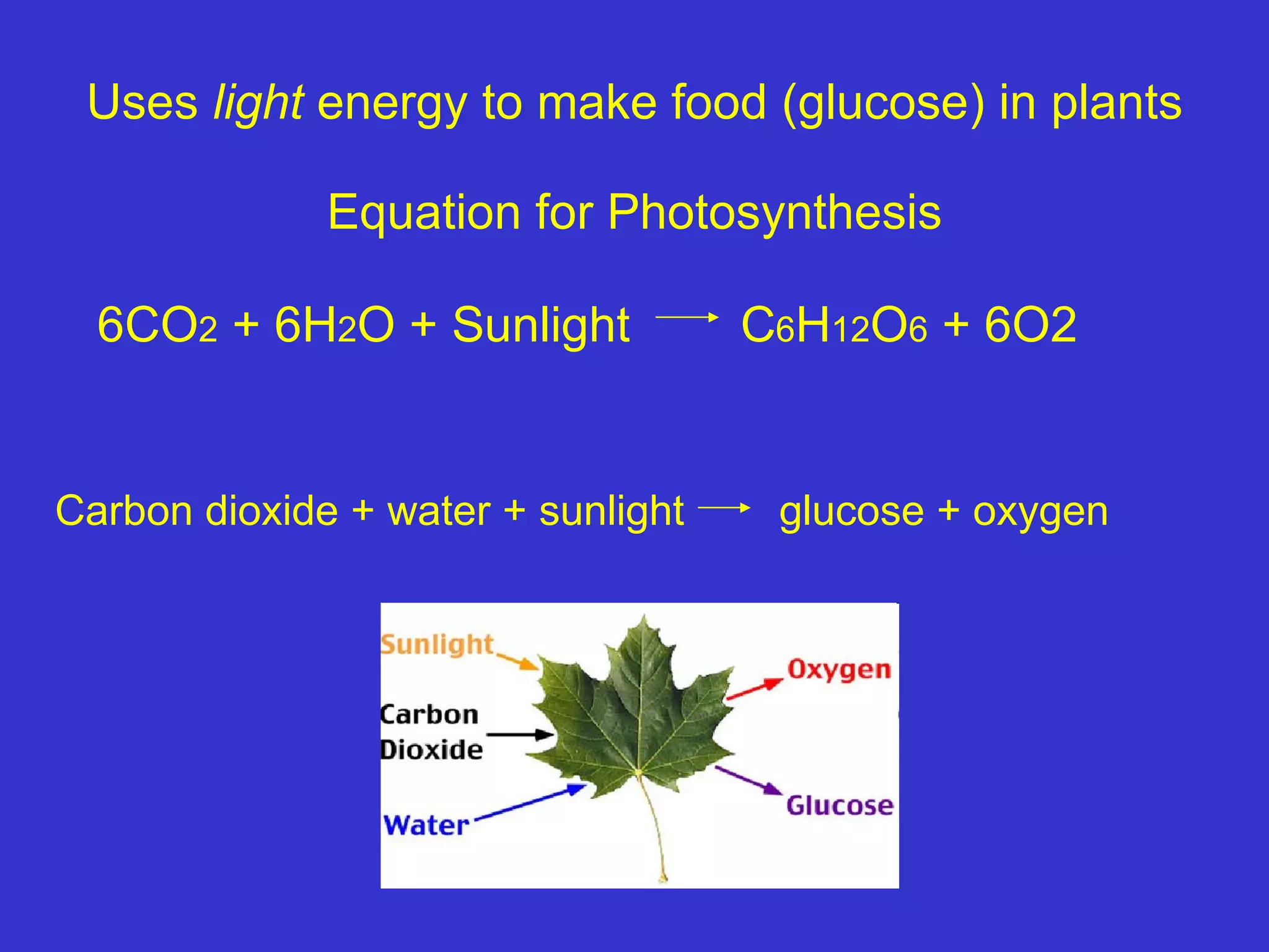 Photosynthesis | PPT