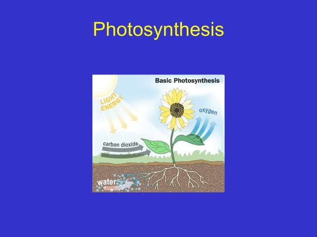 Photosynthesis | PPT