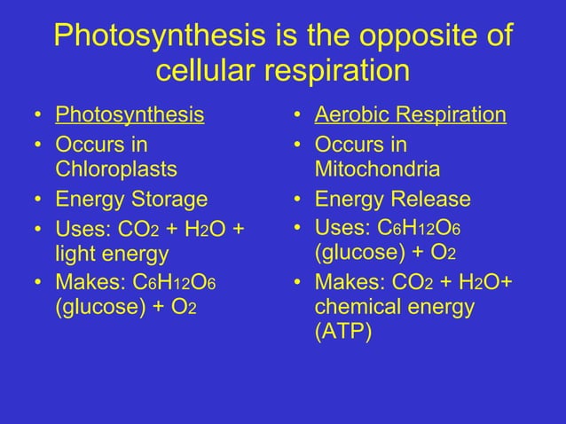 Photosynthesis | PPT