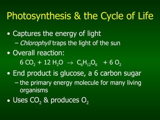 Photosynthesis | PPT