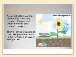 Photosynthesis | PPT