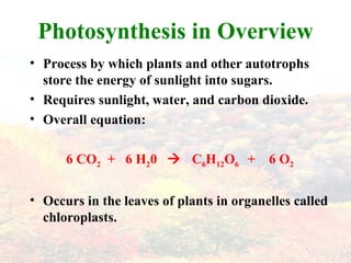Photosynthesis | PPT | Chemistry | Science
