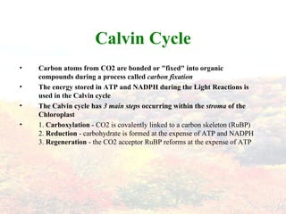Photosynthesis | PPT | Chemistry | Science