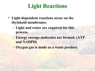 Photosynthesis | PPT | Chemistry | Science