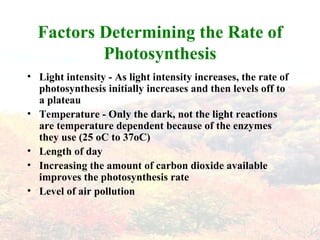 Photosynthesis | PPT
