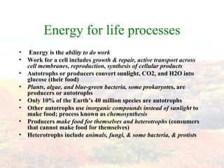 Photosynthesis | PPT