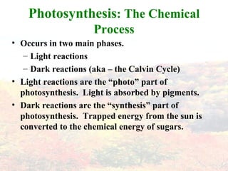 Photosynthesis | PPT