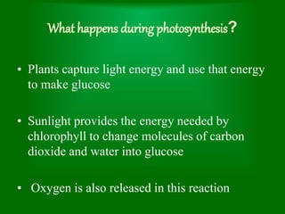 photosynthesis-1.pptx