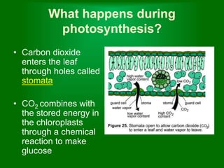 photosynthesis-1.pptx