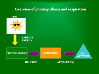 photosynthesis-1.pptx