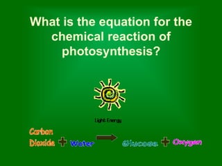 photosynthesis-1.pptx