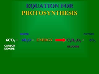 photosynthesis-1.pptx