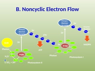 PHOTOSYNTHESIS-1.pptx 9 second quarter biology | PPT