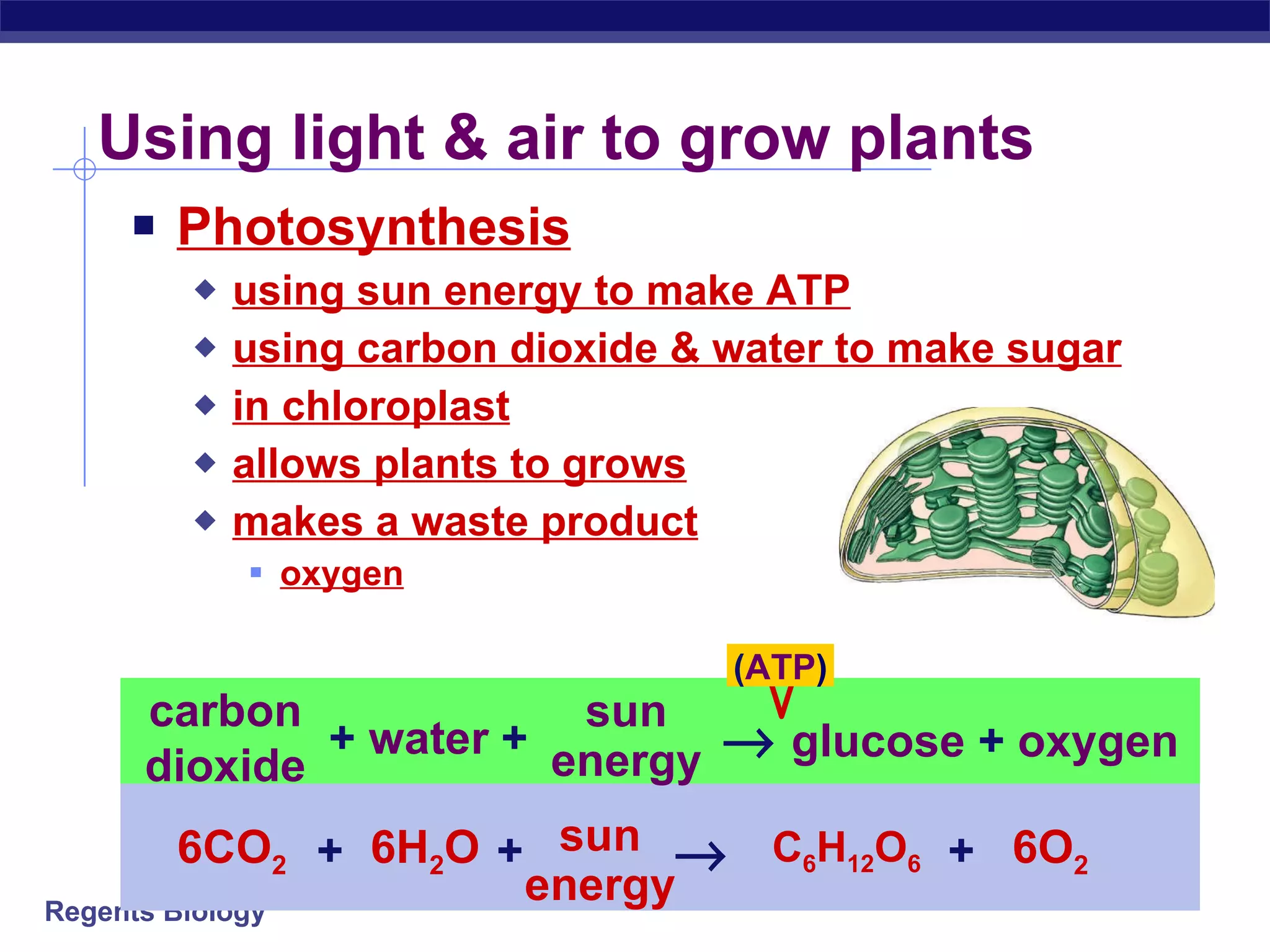 Photosynthesis | PPT