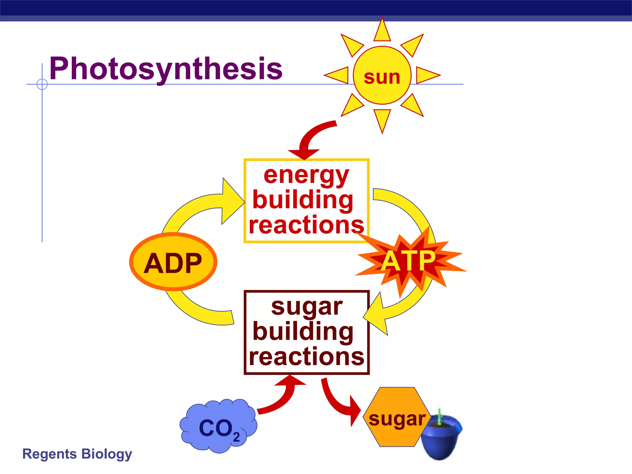 Photosynthesis | PPT