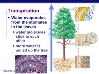 Photosynthesis | PPT
