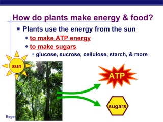 Photosynthesis | PPT