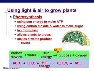 Photosynthesis | PPT