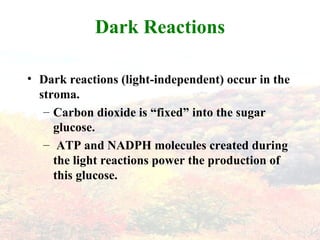 Photosynthesis | PPT