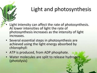 Photosynthesis | PPT