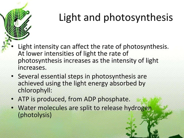 Photosynthesis | PPT