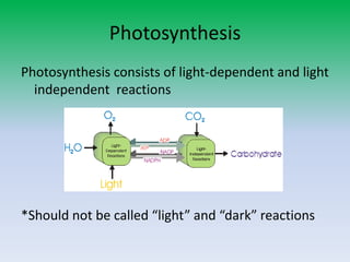 Photosynthesis Part 2 | PPTX
