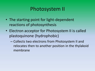 Photosynthesis Part 2 | PPTX