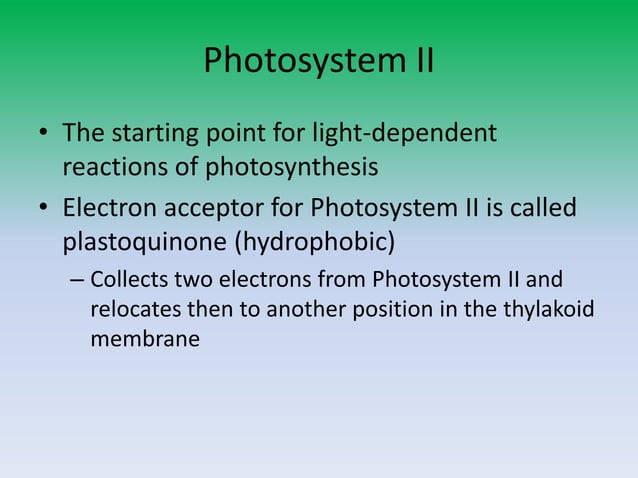 Photosynthesis Part 2 | PPT