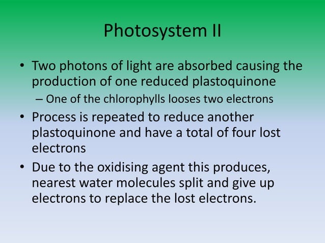 Photosynthesis Part 2 | PPTX