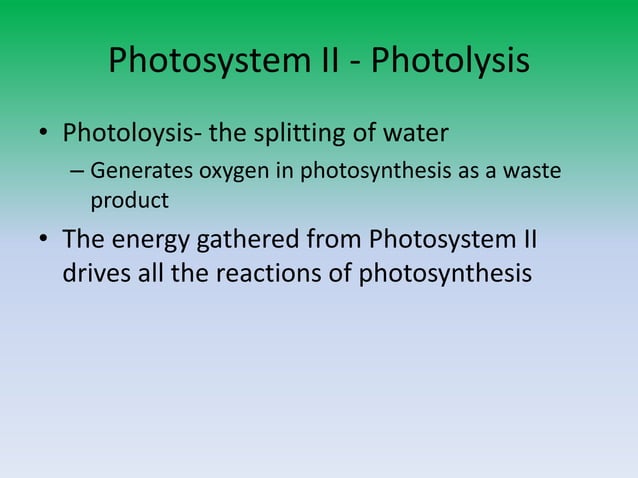 Photosynthesis Part 2 | PPTX