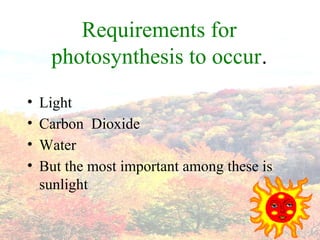 Photosynthesis 100503122339-phpapp01 | PPT