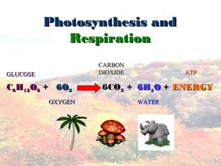 Photosynthesis 100503122339-phpapp01 | PPT