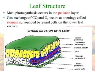 Photosynthesis 100503122339-phpapp01 | PPT