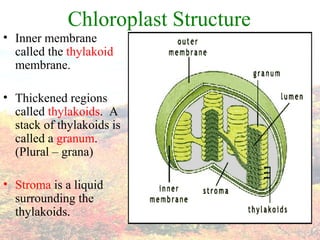 Photosynthesis 100503122339-phpapp01 | PPT