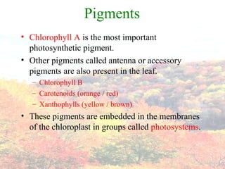 Photosynthesis 100503122339-phpapp01 | PPT