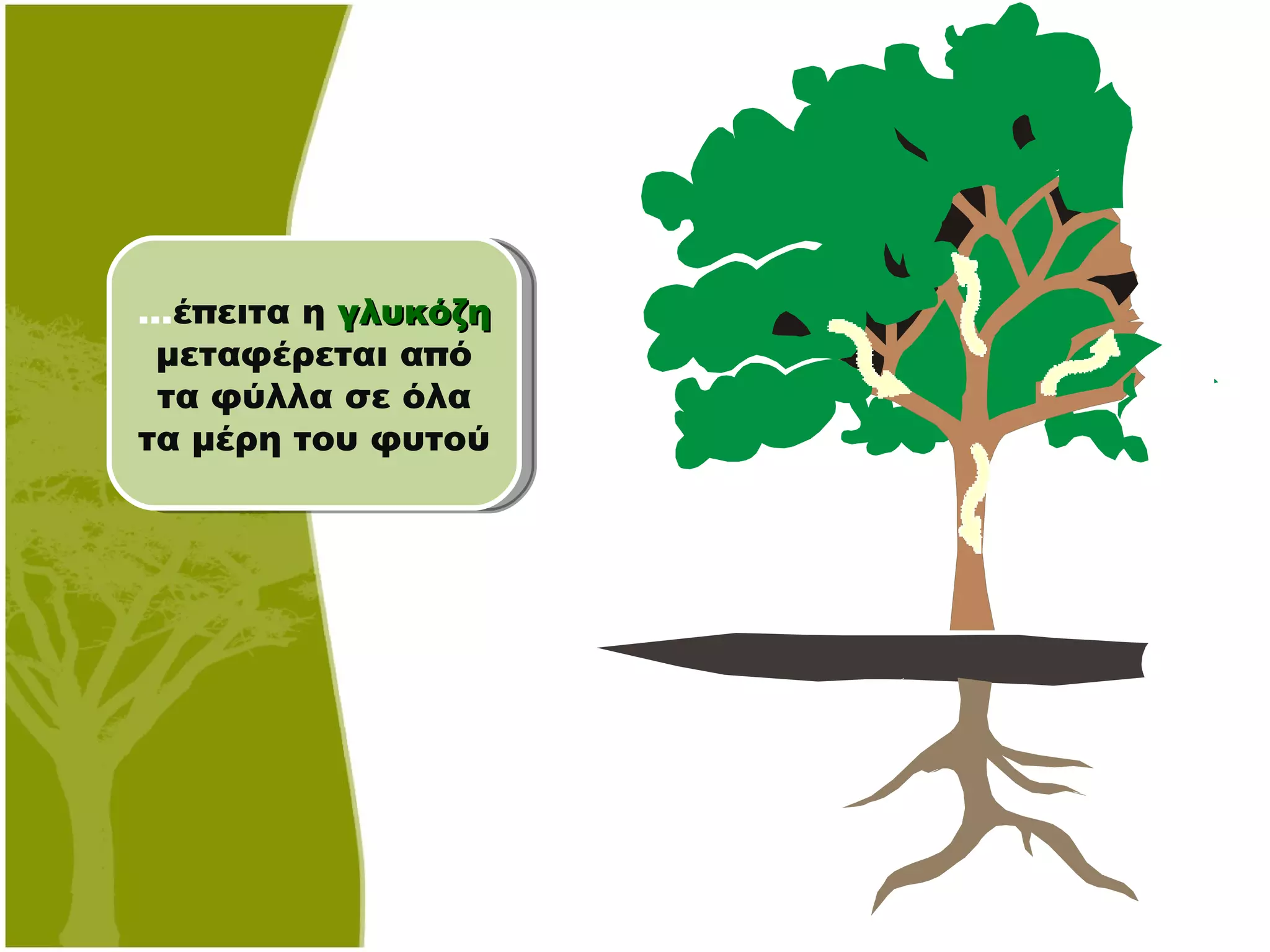 Photosynthesis | PPT