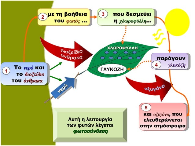 Photosynthesis | PPT